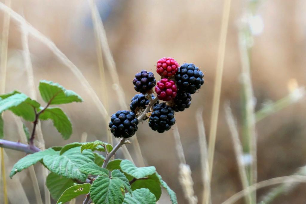 The Benefits of Rubus Plants | Anacortes Health & Nutrition